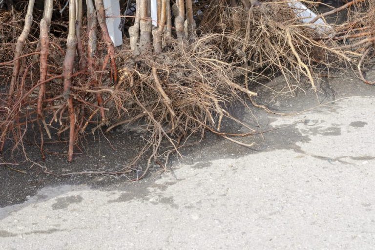 How to plant a bare-root apple tree】≡