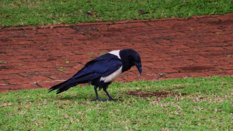 How to prevent crows from digging up the lawn】≡
