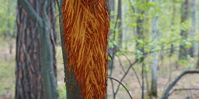 How to protect trees from deer rubbing】≡