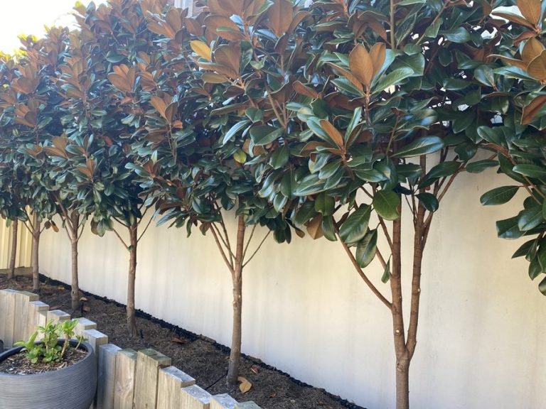 What is the best fertilizer for magnolia trees?】≡